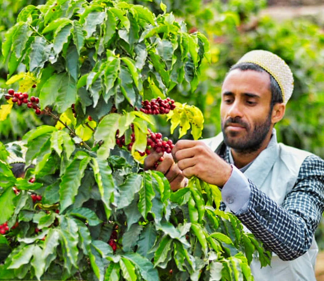 Baladi Coffee