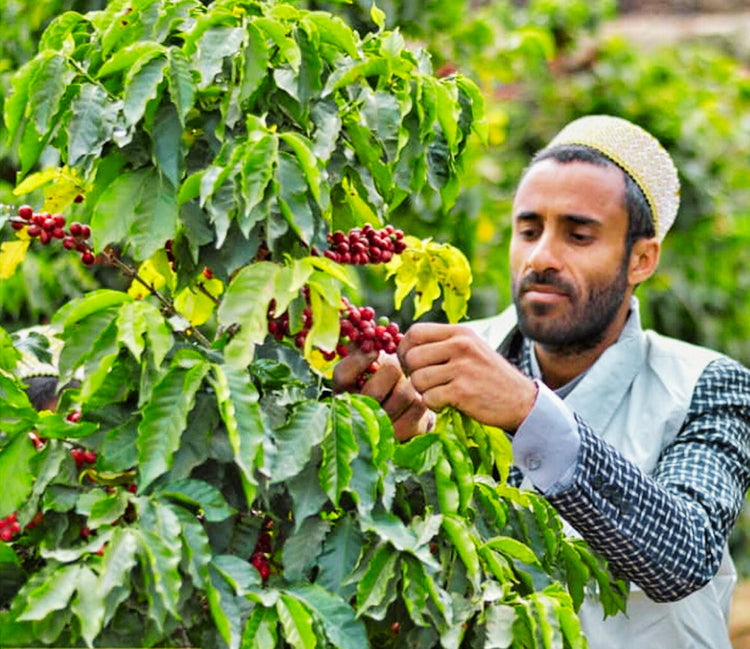 Baladi Coffee